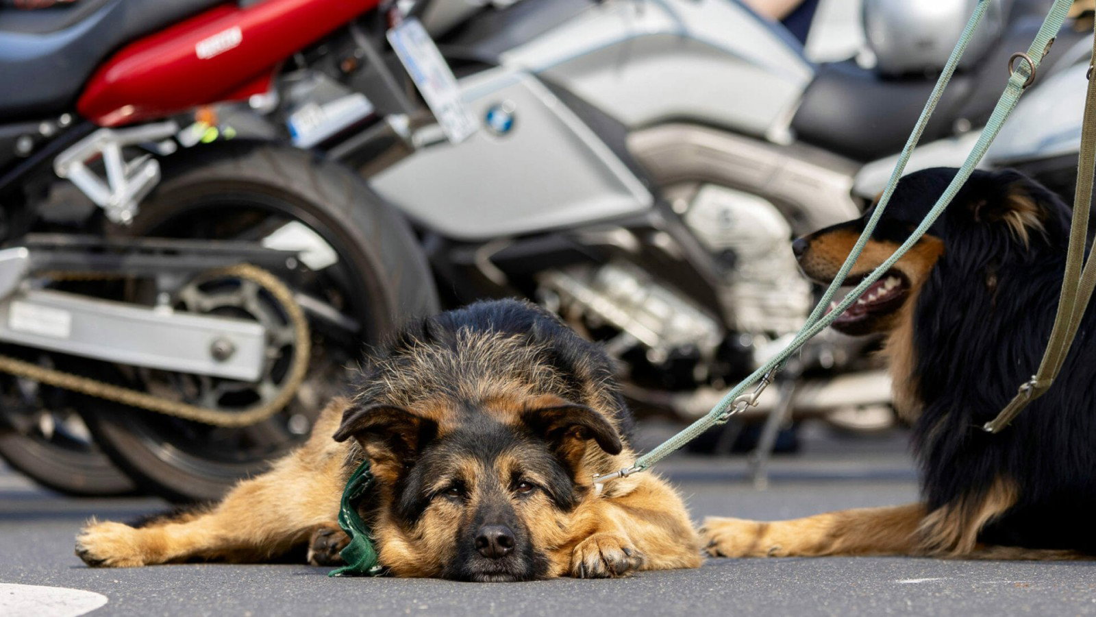 Fellows Ride Leipzig 2026: Motorcycle parade raises awareness for ...
